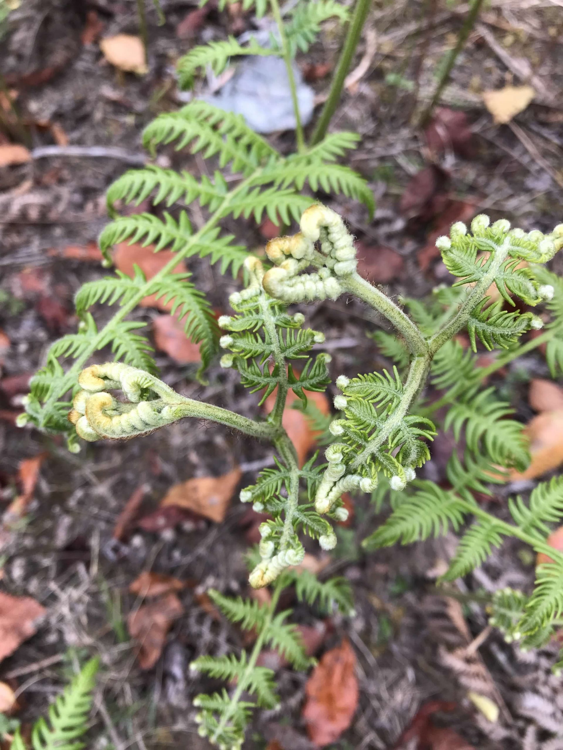 Mid-April in Kanglung – the-great-happiness.swarthmore.edu